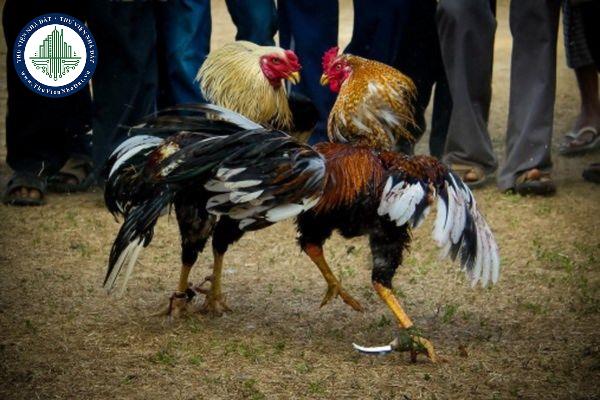 Chơi đá gà có vi phạm pháp luật không? Chơi đá gà có bị truy cứu trách ...