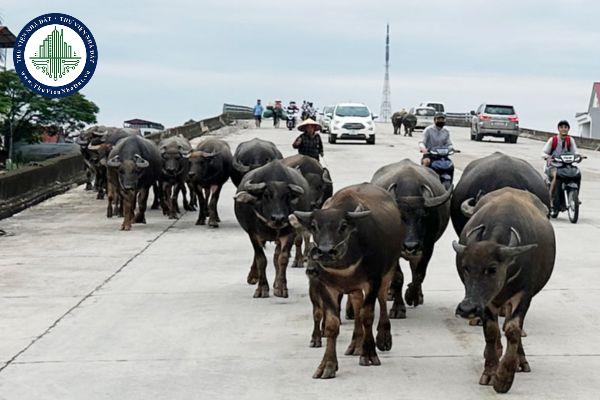 Có được dẫn trâu bò đi trên đường bộ hay không?